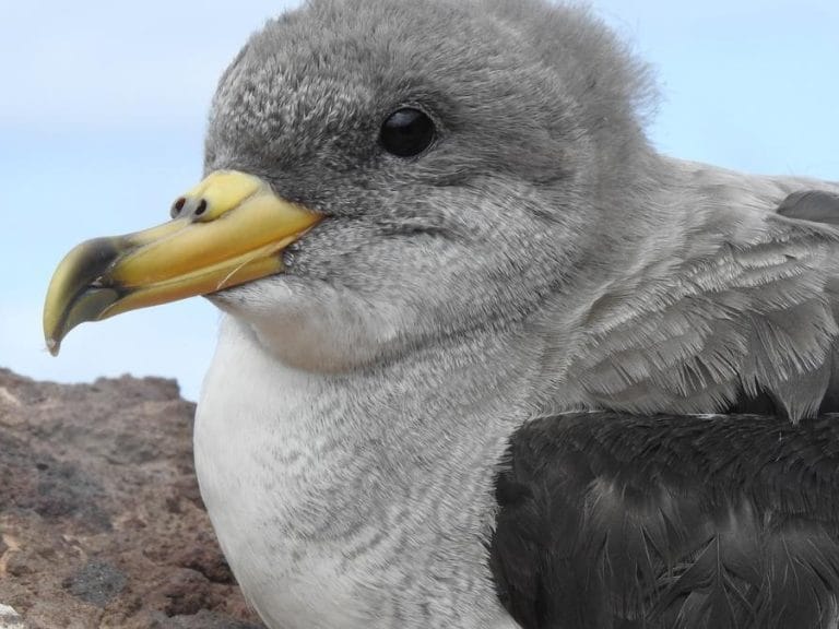 Entdecken Sie Makaronesien: Paradies der glücklichen Inseln